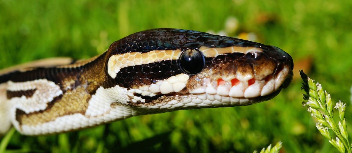 What's the process by which snakes shed their skin?