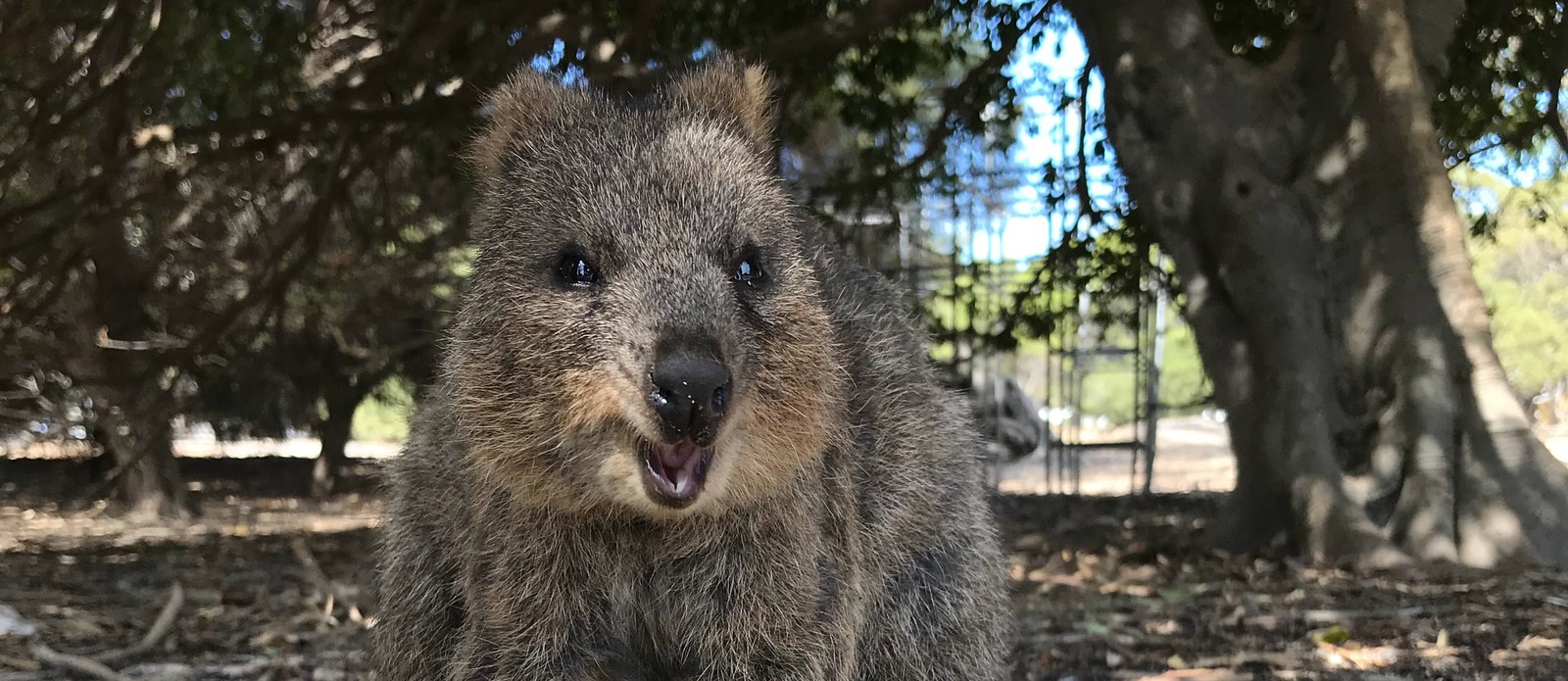 The quokka, a small marsupial, can be found in which country?