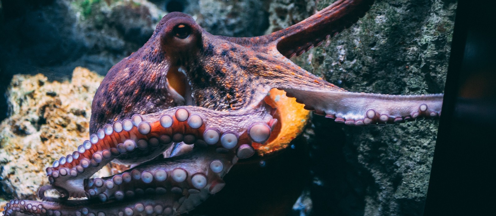 Octopuses are part of which animal family?