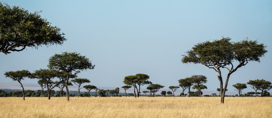 Which Term Means A Tropical Grassland With Scattered Trees 
