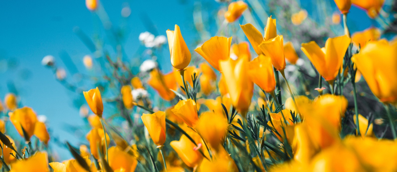 What are the most common colors of a lotus flower?