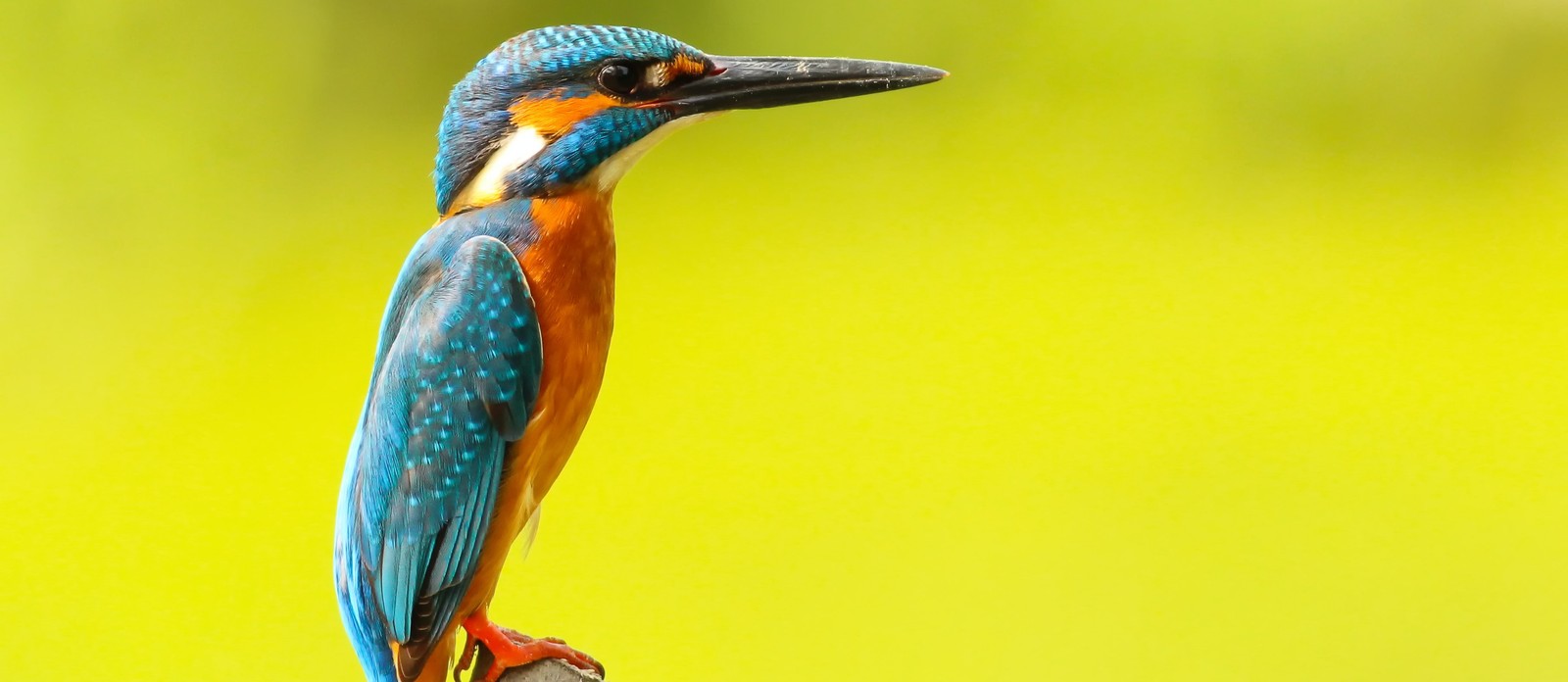 How many known species of birds are there in the world approximately?