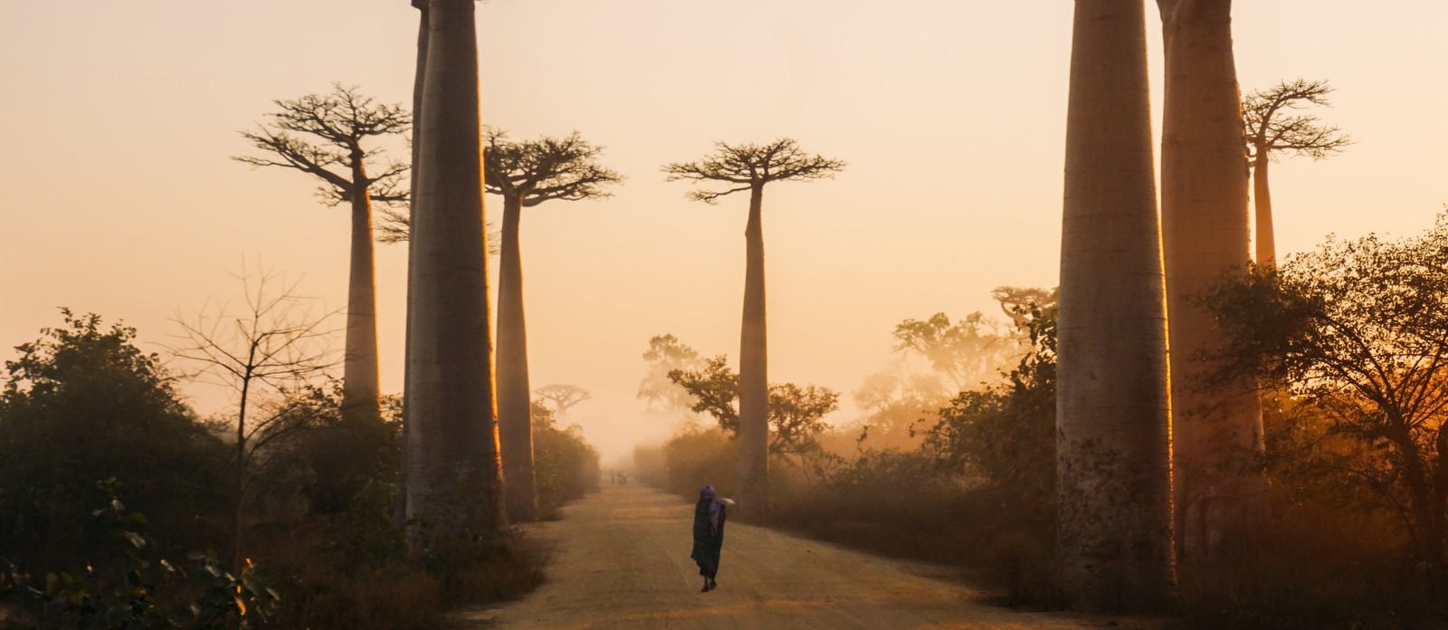The Baobab is native to where?