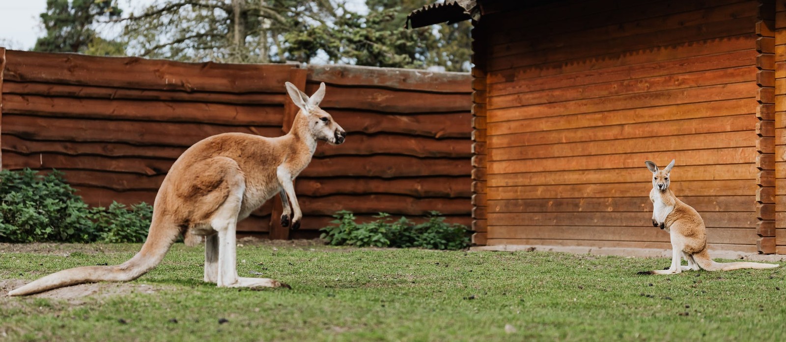 Kangaroos are native to New Guinea and which other country?