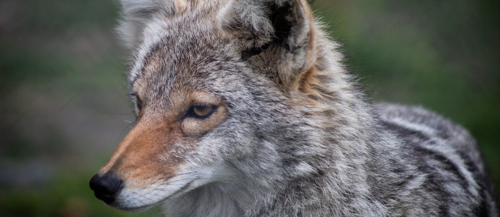 What is another name for a prairie wolf or an American jackal?