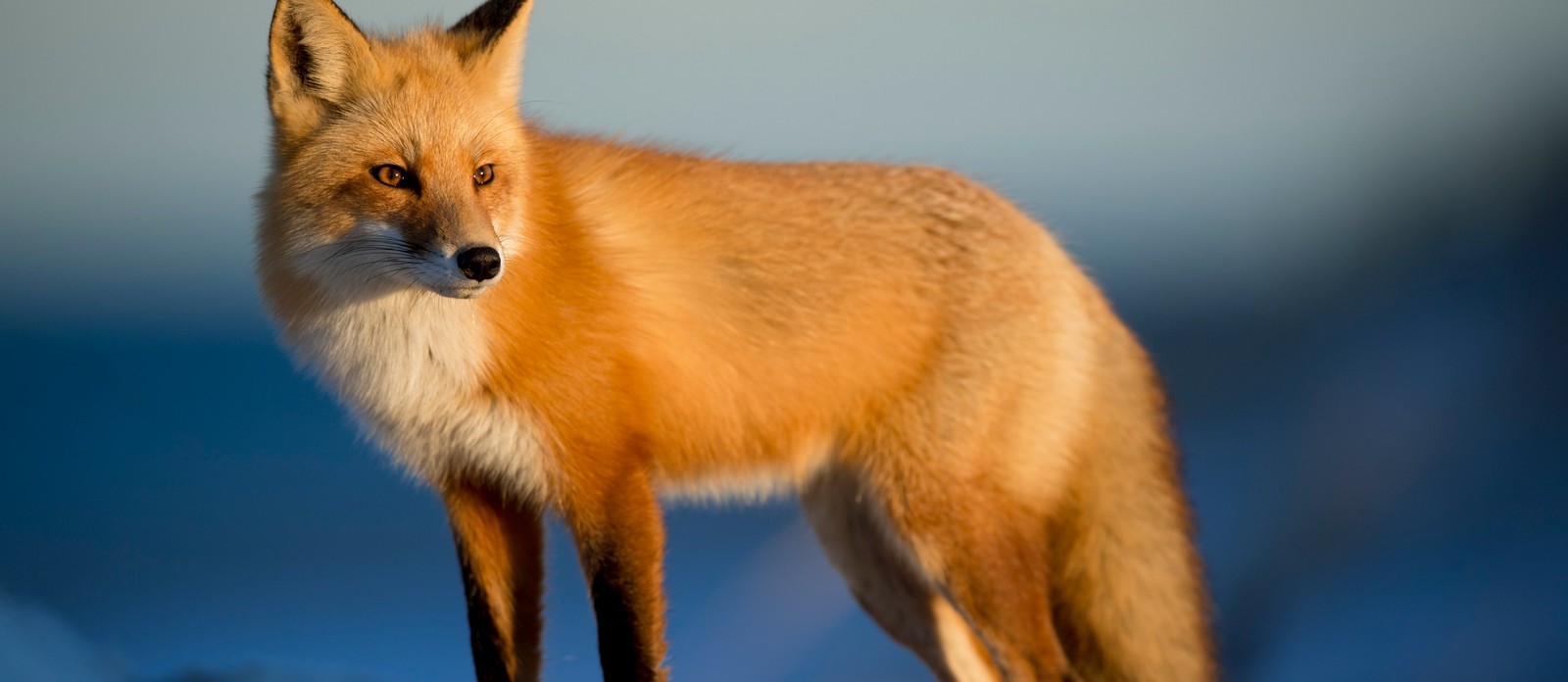 What are male foxes called?