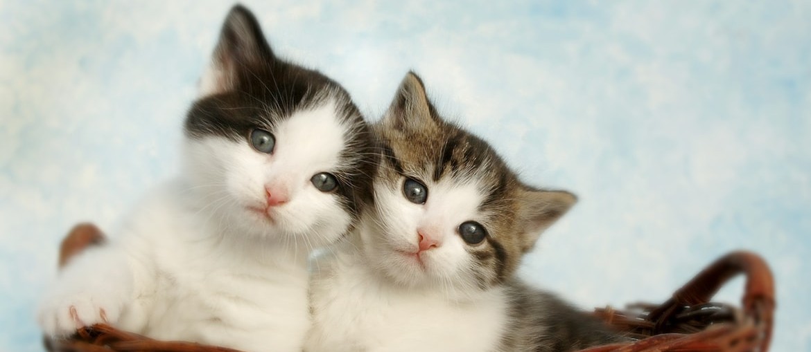 What is a baby cat called?
